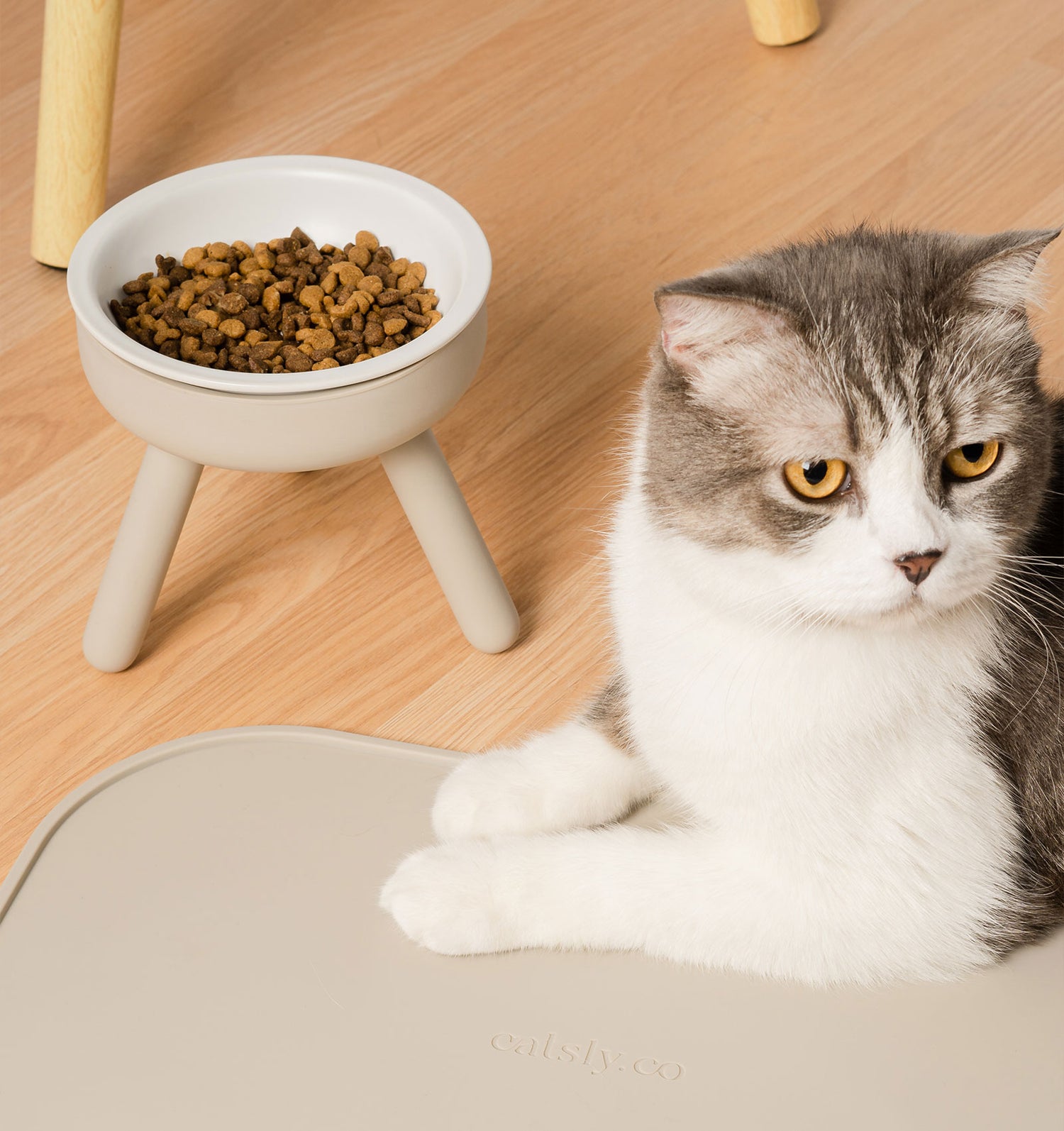 how an elevated cat feeder can improve your cat's digestion and overal ...